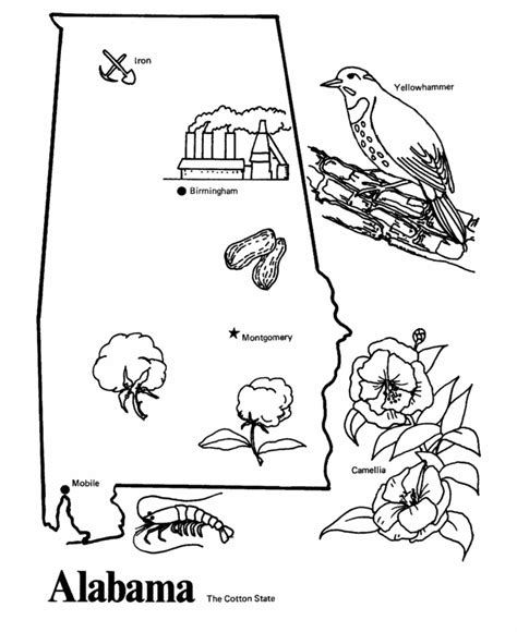 Alabama State Bird Coloring Page Alabama Drawing At Getdrawings