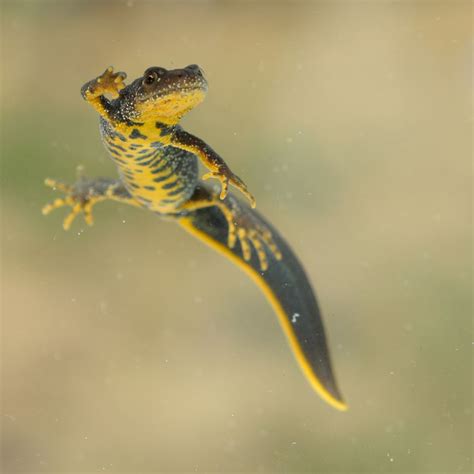 Cs2 Blog Tile Creative Analysis