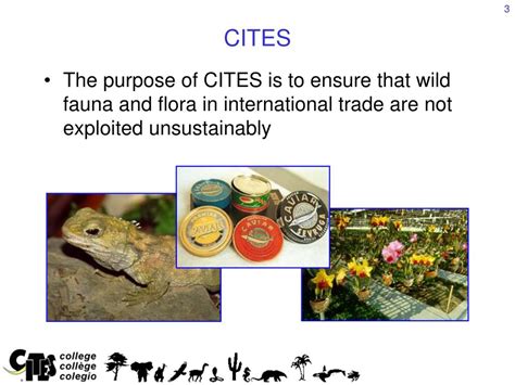 Ppt Introduction To Cites Powerpoint Presentation Free Download Id