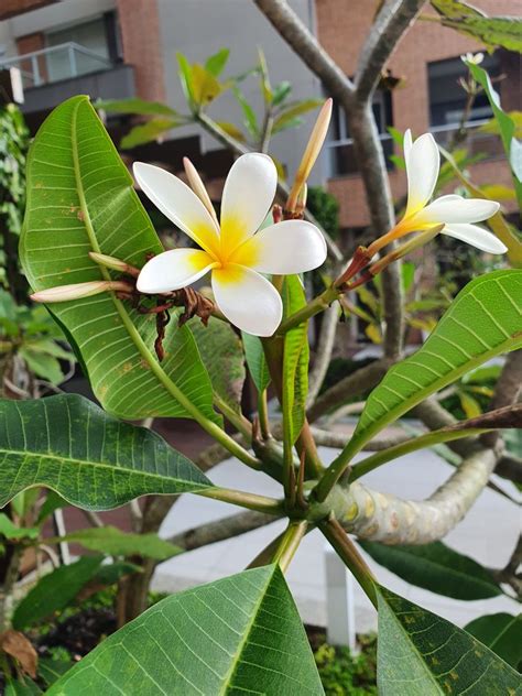 Como Cultivar Plumeria Rubra Frangipani Guia Completo De Cuidados E