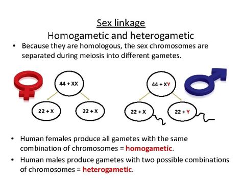 Sex Determination Cf E Advanced Higher Biology Unit