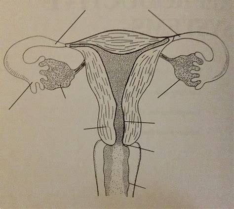 Female Anatomy Diagram Quizlet
