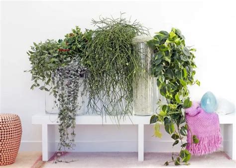 Звисаючі кімнатні рослини Infoportal