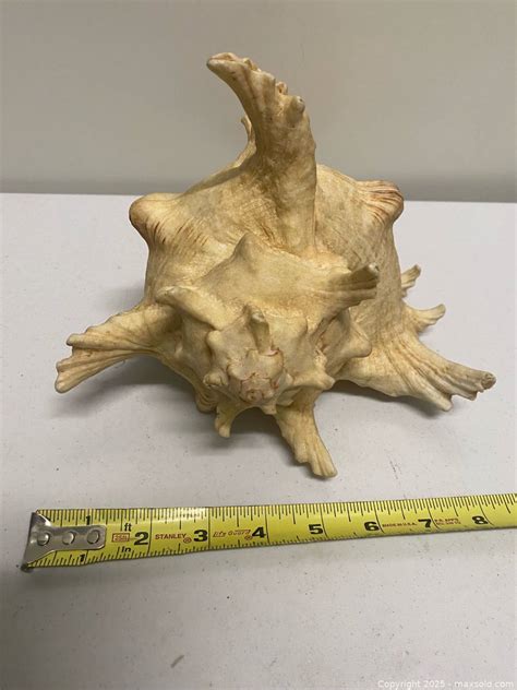 Large Murex Ramosus Seashell Maxsold