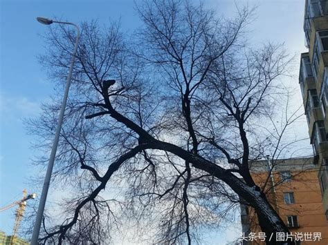 哈爾濱文政街上有兩棵老榆樹最高的那顆貌似和七層小樓一般高 每日頭條