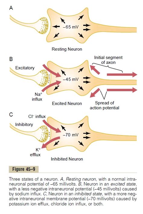 What Is The Difference Between Excitatory And Inhibitory Signals In The
