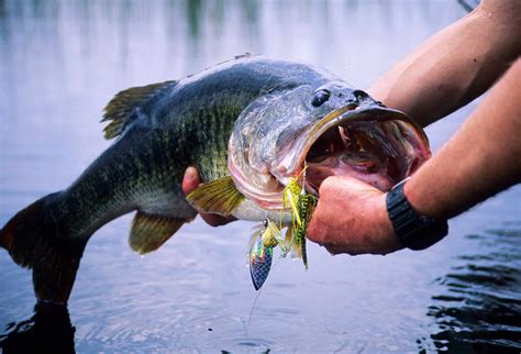 The Largest Largemouth Bass Ever Caught In Nevada A Z Animals