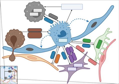 Schematic Representation Of Paracrine Interactions Within The Download Scientific Diagram