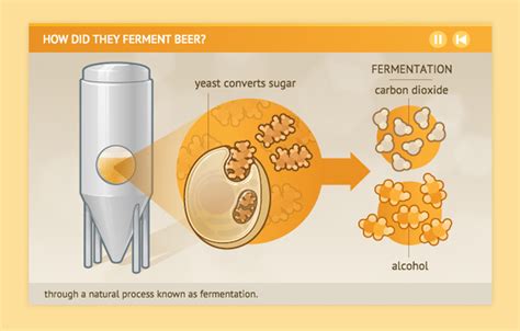Fermentation Cell Diagram