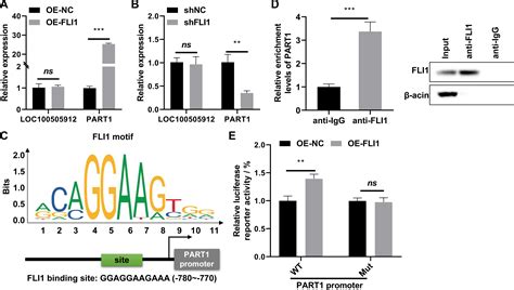 Friend Leukemia Integration Overexpression Decreases Endometrial Receptivity And Induces
