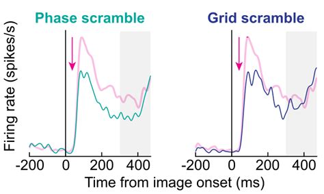 Express Detection Of Visual Objects By Primate Superior Colliculus Neurons Hafed Lab