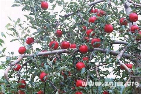 夢見蘋果樹 周公解夢夢到蘋果樹是什麼意思 做夢夢見蘋果樹好不好 周公解夢官網 周公解夢大全