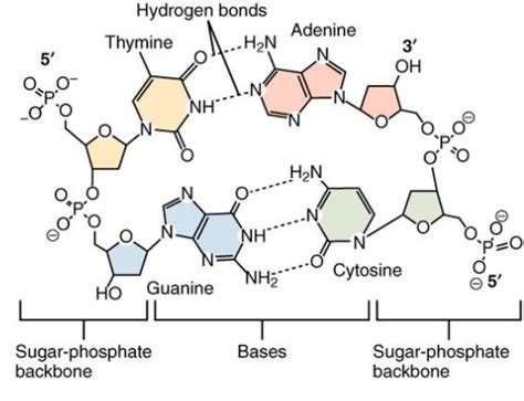 Nitrogen Base Plus Sugar Phosphate Backbone Structure Cigarmoli