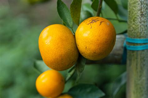 수확 할 준비가 된 감귤 나무의 가지에 매달려있는 오렌지 사진은 북 수마트라의 다이리 리젠시에 있는 작은 마을에서 촬영되었습니다 0명에 대한 스톡 사진 및 기타 이미지