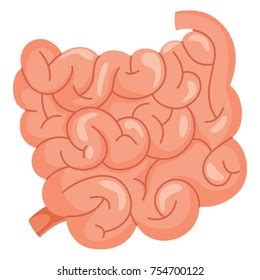 Small Intestine Vector Illustration Stock Vector Royalty Free