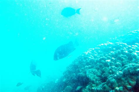 배경 화면 식품 스포츠 바다 비키니 산호초 요트 태국 어업 어부 대양 갑판 식사 푸켓 푸케 티아 사람