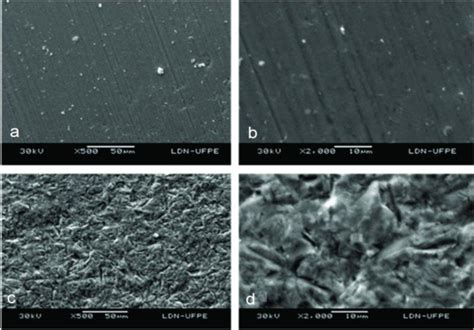 Microphotography From Scanning Electron Microscope Sem Download Scientific Diagram