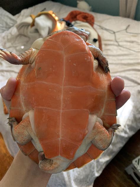 Does This Look Like Shell Rotfungal Infection Turtle