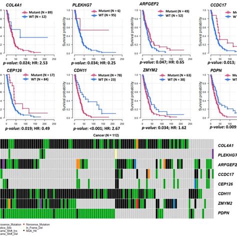 Survival Analysis Of Genes That Had Significant Snv Differences Between Download Scientific