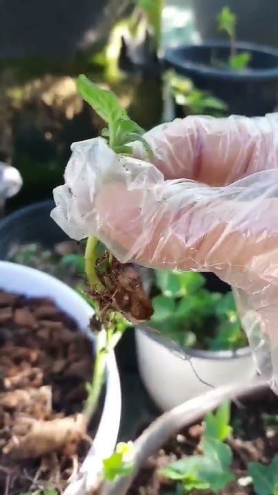 옥상텃밭 도시농부 감자껍질에 싹이났다 Youtube