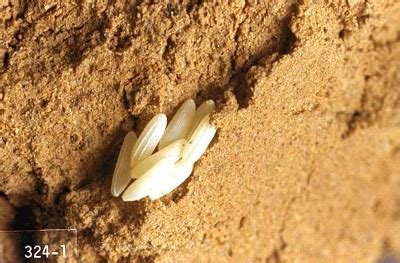 Maggot Identifier