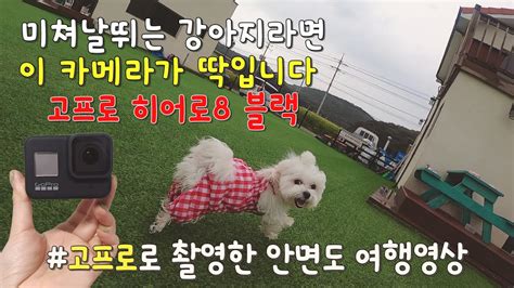 강아지 유투브 전용 카메라 고프로 히어로 블랙8 Youtube