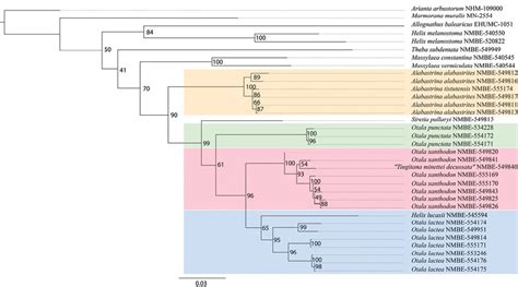 maximum likelihood raxml tree based on concatenated data set of coi