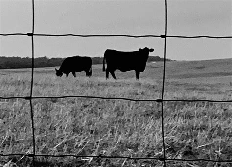 Optimized Content Vs Readability Pros And Cons 12 Ac