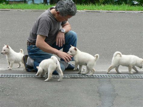 宗北龍のお里 北海道犬とともに