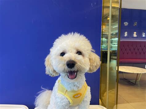 대전강아지분양 아비시니안 아메리칸숏헤어분양 시츄분양 강아지파양 푸들종류 먼치킨고양이입양 부산강아지무료분양 말랑이 책임분양 강아지배변훈련 도그마루 홈스쿨 강아지훈련소