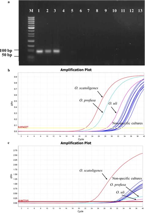 Specificity Of The Primer Pair Alone And Taqman Primerprobe Pair For Download Scientific