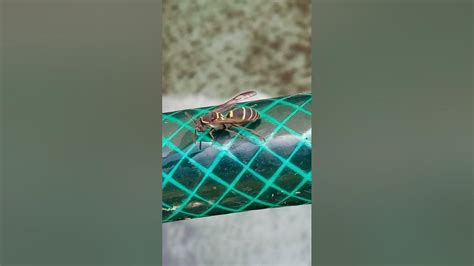 Camoatí De Bandas Amarillas De La Familia Vespidae Polybia