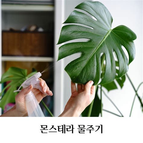 몬스테라 키우기 물주기 방법 가격 한방정리 식물 동반자