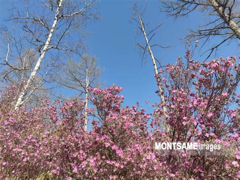 ХӨВСГӨЛ Даль цэцэглэх цагаар