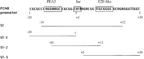 Nucleotide Sequence Of Pcna Promoter Proximal Region And Schematic Download Scientific Diagram
