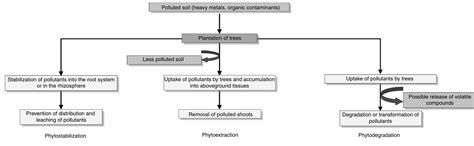 Figure 1 From The Use Of Trees In Phytoremediation