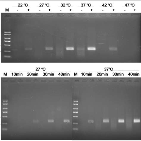 Optimization Of Rpa Reaction A Rpa Amplification Under Different