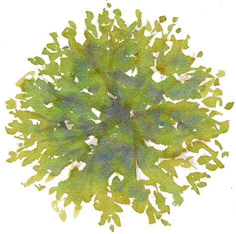 Watercolor Tree Plan At PaintingValley Com Explore Collection Of Watercolor Tree Plan