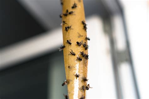 스티커 테이프에 죽은 파리 플라이 페이퍼 끈적 끈적한 테이프 파리 곤충에 대한 트랩 곤충 곤충에 대한 트랩 붙어 파리 노란 끈적 끈적한 테이프에 붙어 있는 많은 파리 가득