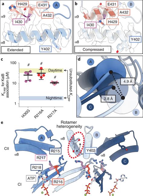 Compression Of The Cis Ci Cii Interface Primes Nighttime Kaic For Kaib