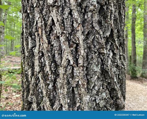 Tree Identification Tree Bark Mockernut Hickory Carya Tomentosa Royalty Free Stock Photo
