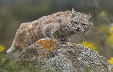 Bobcat With Bobkitten