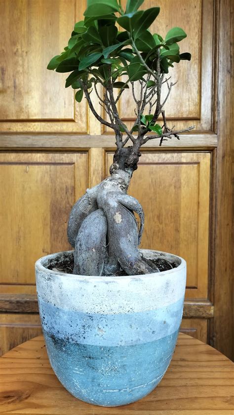 Bonsai Magnificent Ficus Benjamini Bonsai Miniaturized Tree Was Sold For R16000 On 1 Nov At