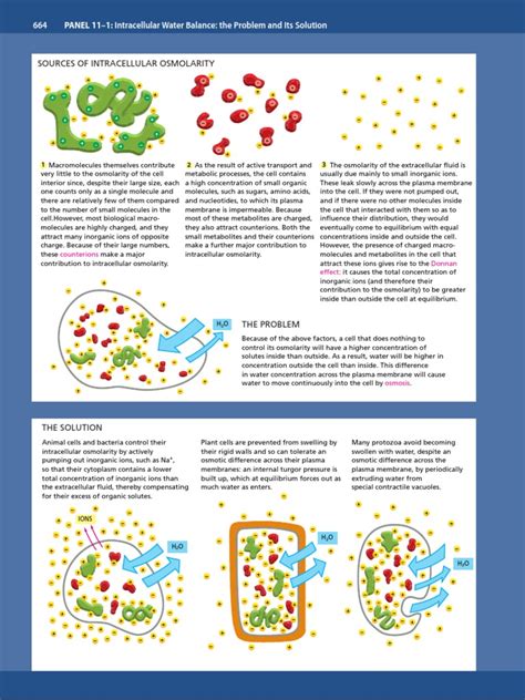 Sources Of Intracellular Osmolarity Pdf Osmosis Cell Membrane
