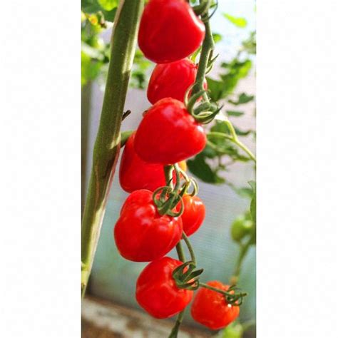 Strawberry Cherry Heirloom Tomato20 Rare Organic Seeds
