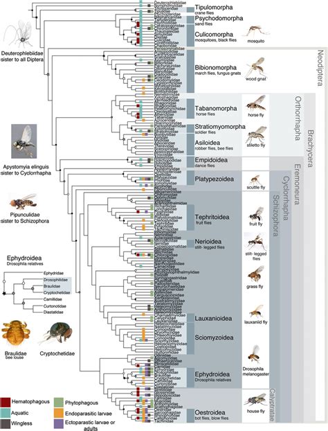 Diptera Families 8 Order Diptera Stock Vectors And Vector Art