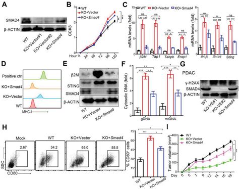 学术助力 Smad4基因缺失促进胰腺癌免疫原性的机制研究 知乎