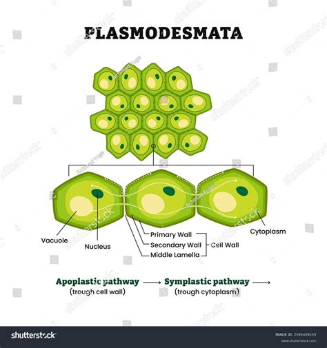 Plasmodesmata Plant Cell Diagram Process Step Stock Vector Royalty Free 2595409259 Shutterstock