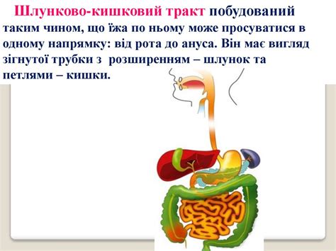 Травлення Значення травлення Система органів травлення презентация онлайн