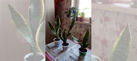 Сансевиерия сортовая купить в Нижнем Новгороде Товары для дома и дачи Авито